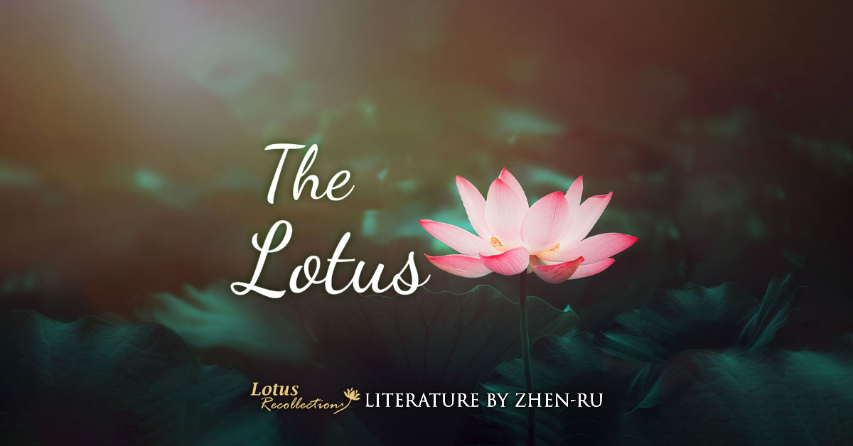 The Lotus｜Lotus Recollections